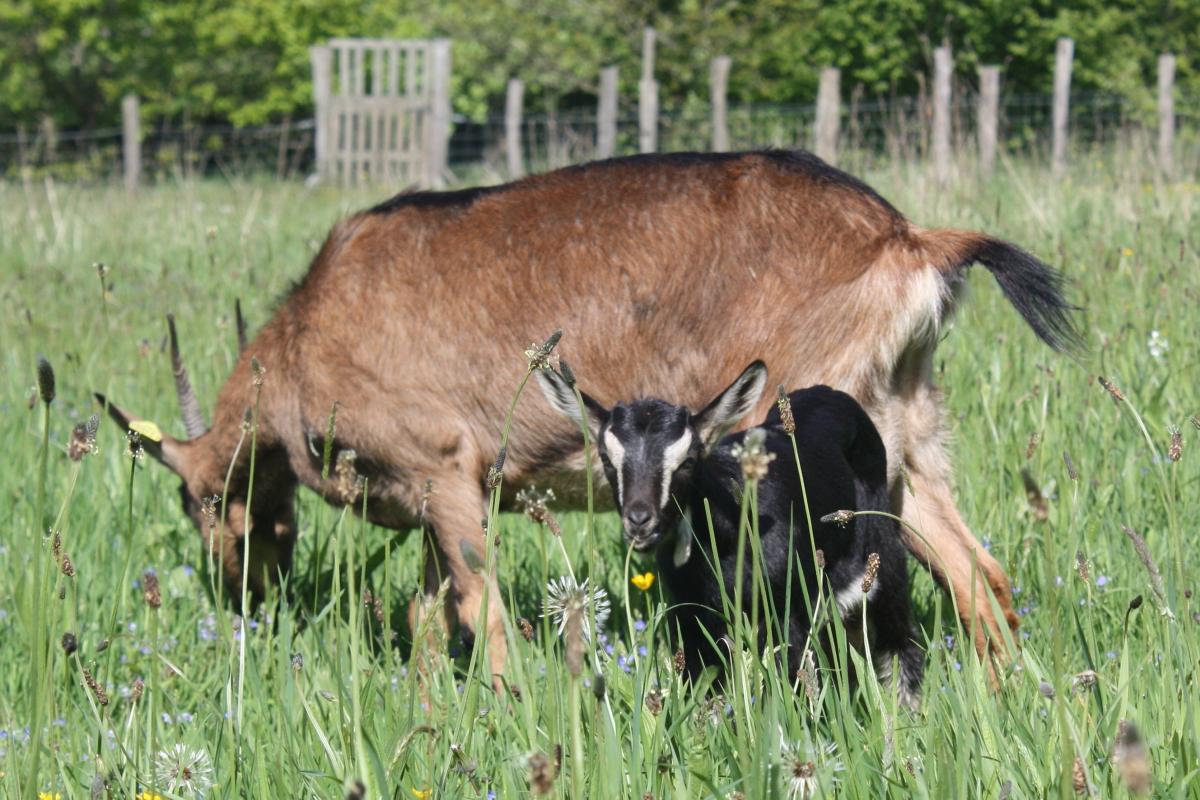 Goat Accents: Do They Have Them and Why? - Goat Journal